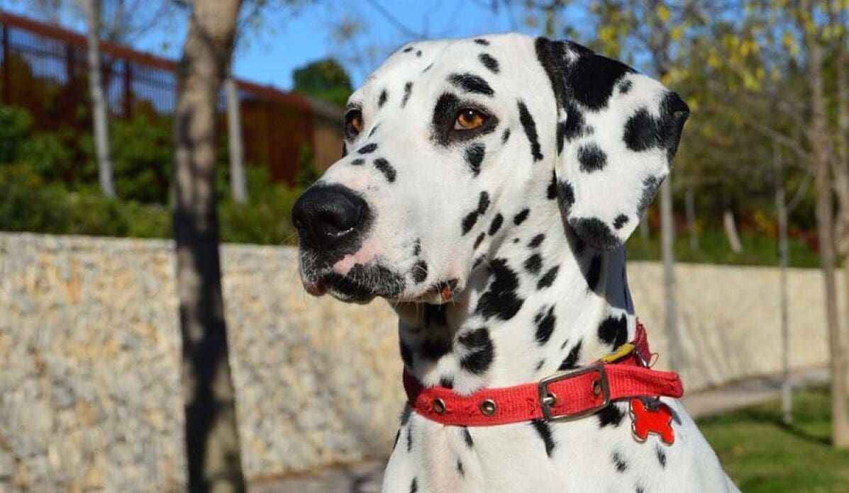 El dálmata testigo | Cenital