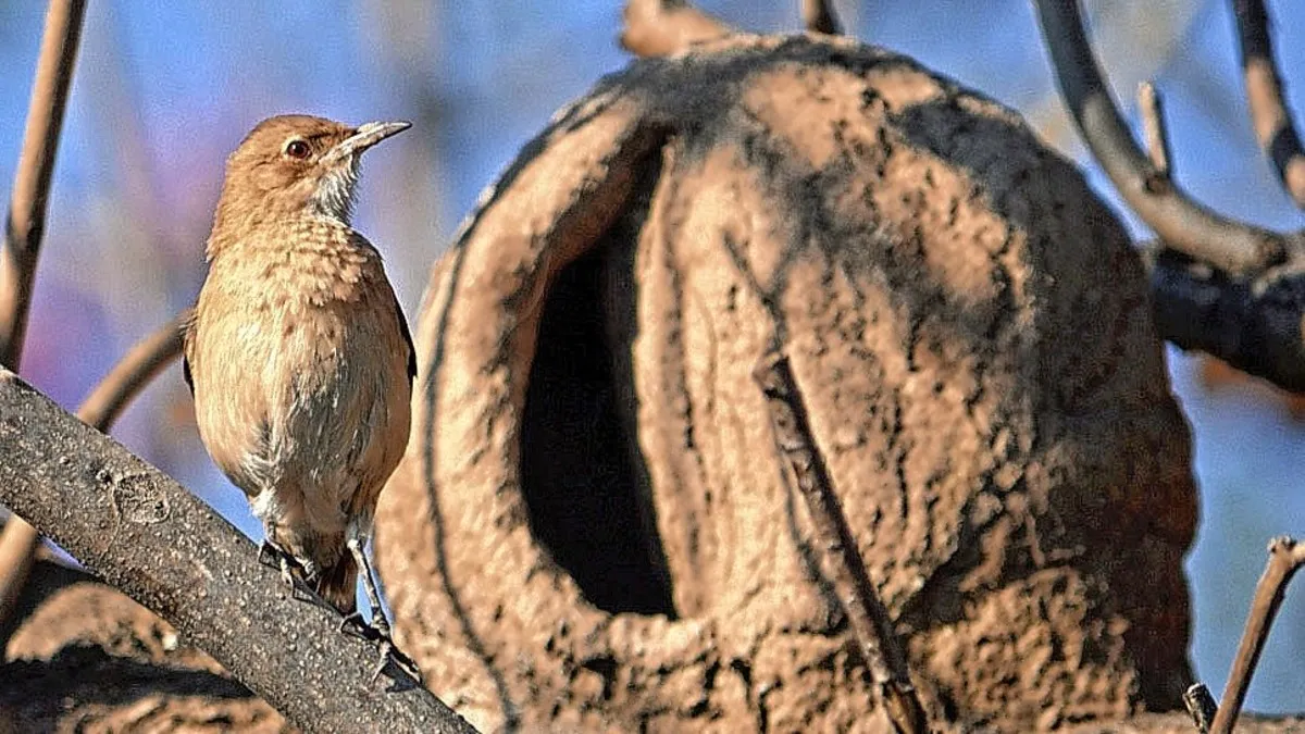 Un dólar = un hornero | Cenital