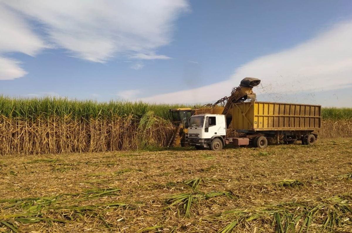 Industria azucarera: concentración productiva y heterogeneidad en los ...