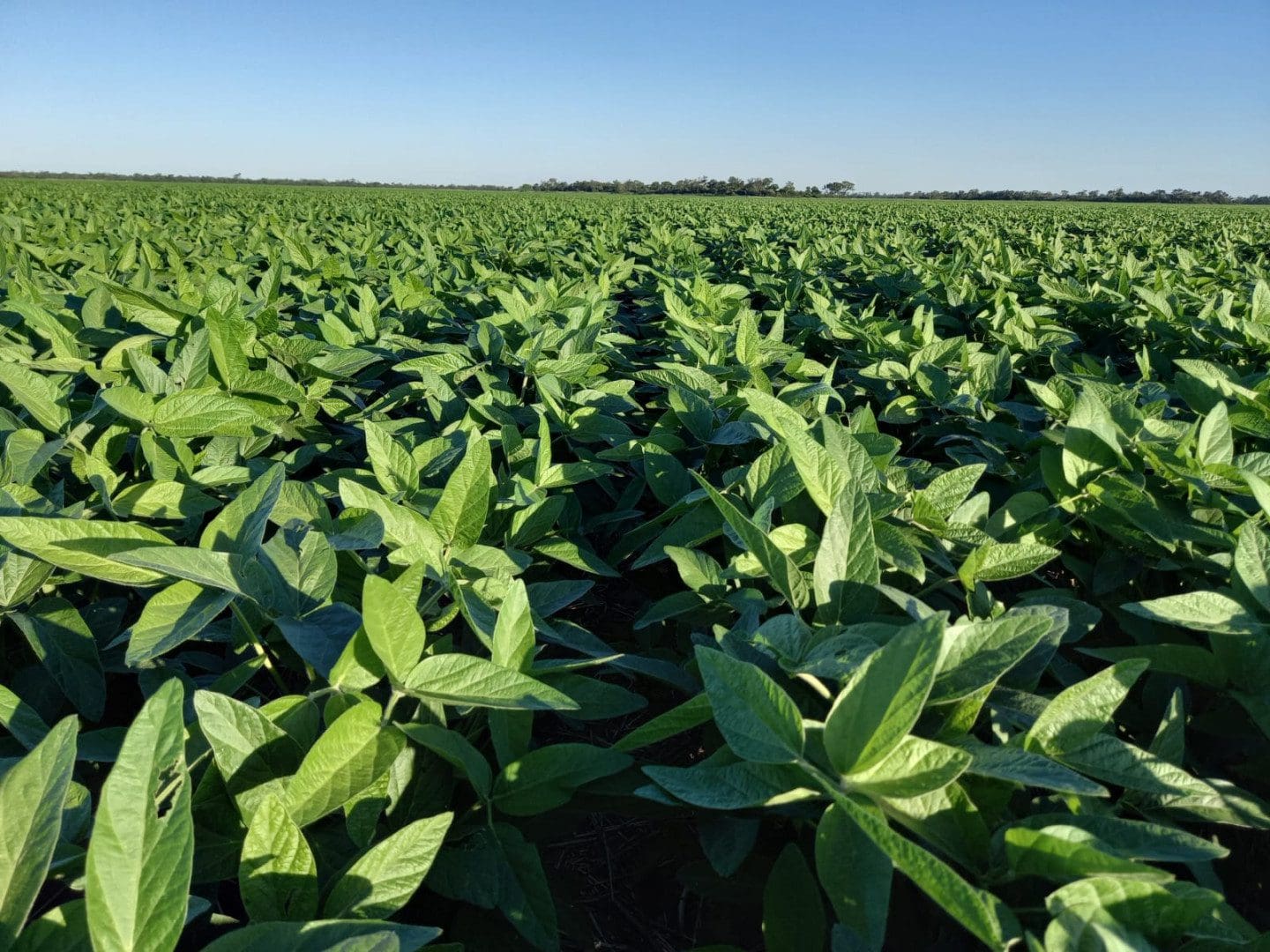 La soja, el verdadero brote verde | Cenital